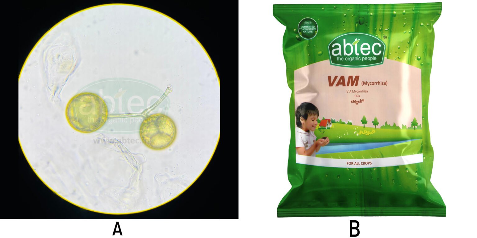 VAM: Building the Foundations of Sustainable Agriculture by ...