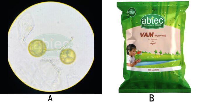 VAM: Building the Foundations of Sustainable Agriculture by ...